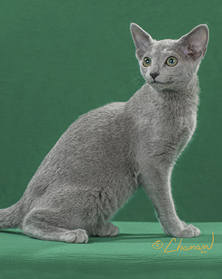 CFA Russian Blue Breed Council