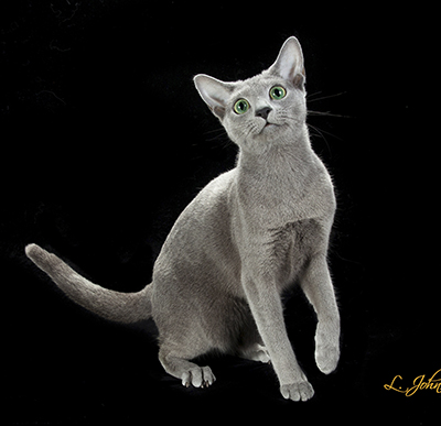 CFA Russian Blue Breed Council