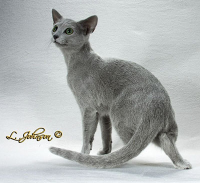 CFA Russian Blue Breed Council