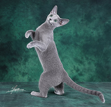 CFA Russian Blue Breed Council