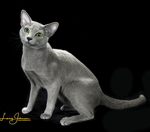 CFA Russian Blue Breed Council
